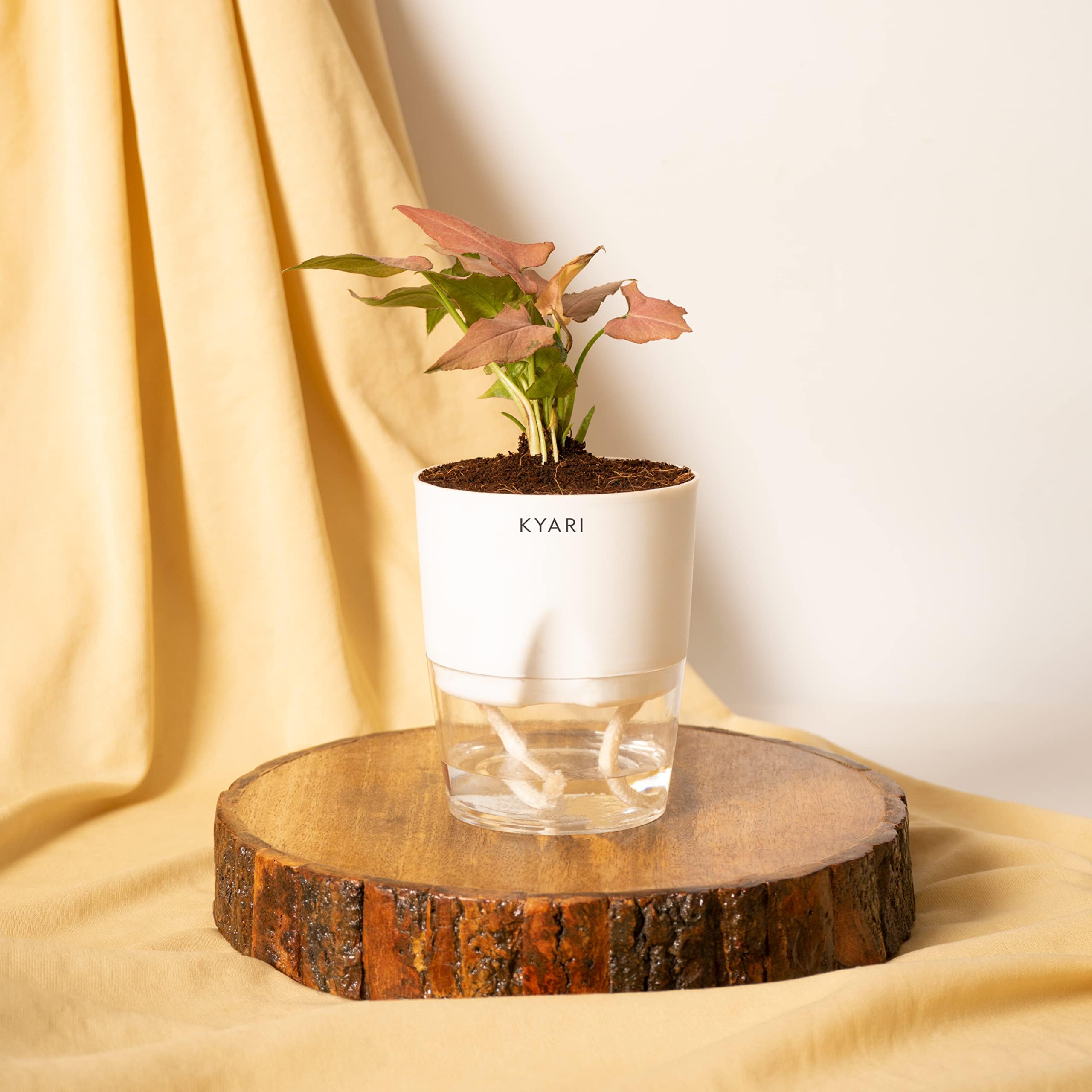 KYARI Rhoeo plant Indoor Plants for Living Room | Live Plants | Plants ...