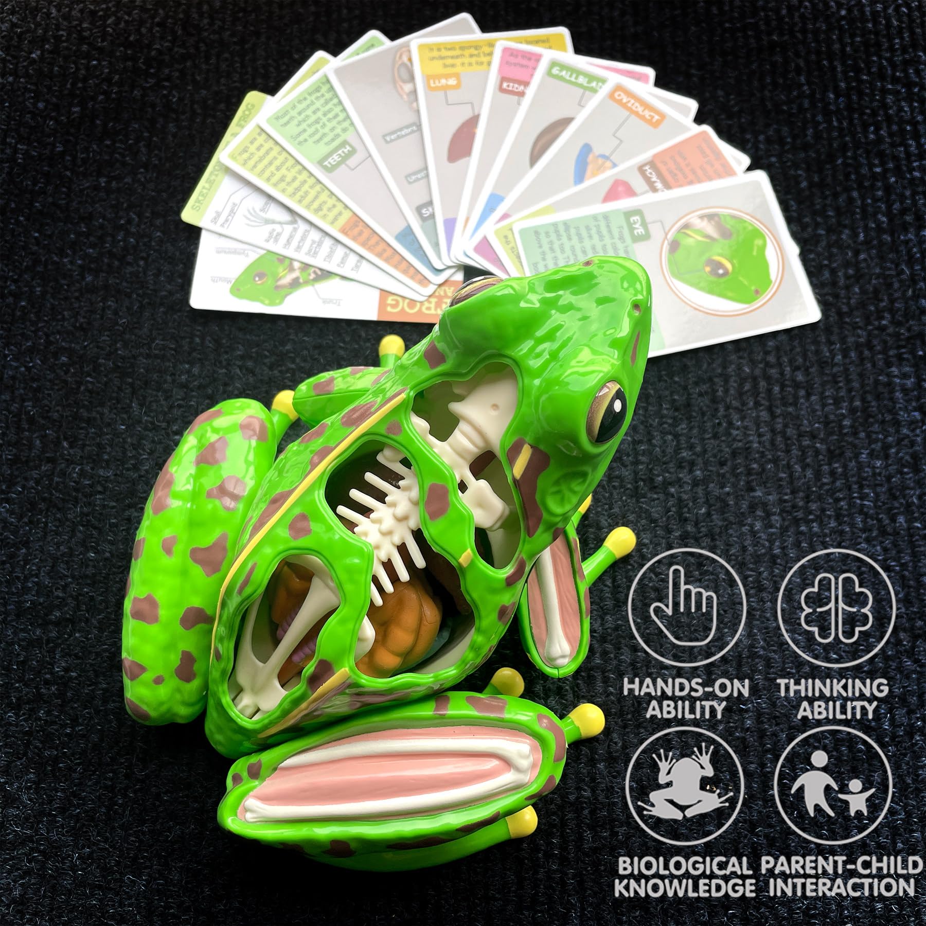 4D Vision Frog Anatomy Model,...B0D9YRJSJM | Encarguelo.com