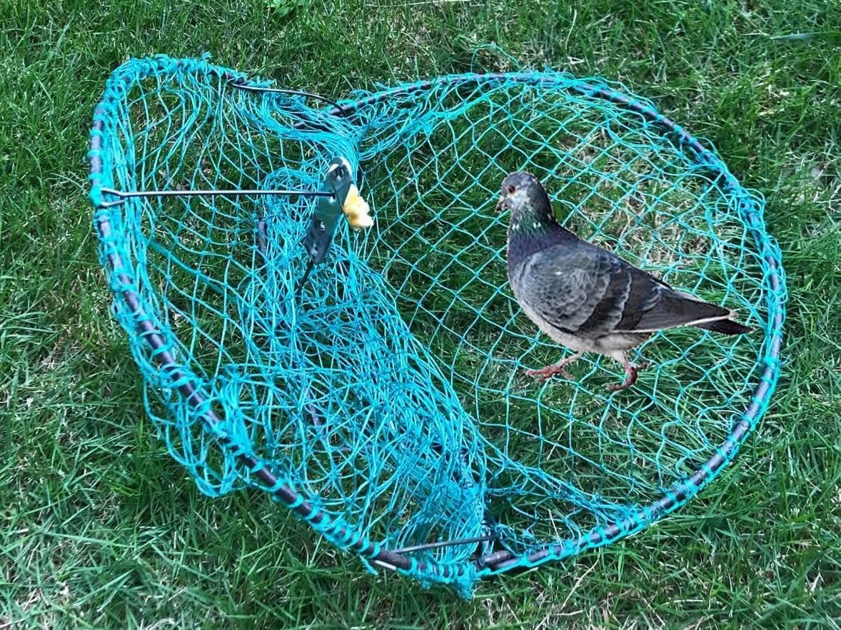 Amazon.com : Alemon 12“ Bird, Pigeon, Quail Humane Live Trap Hunting ...