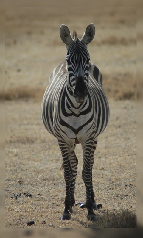 4K Zebra Wallpapers - App on Amazon Appstore