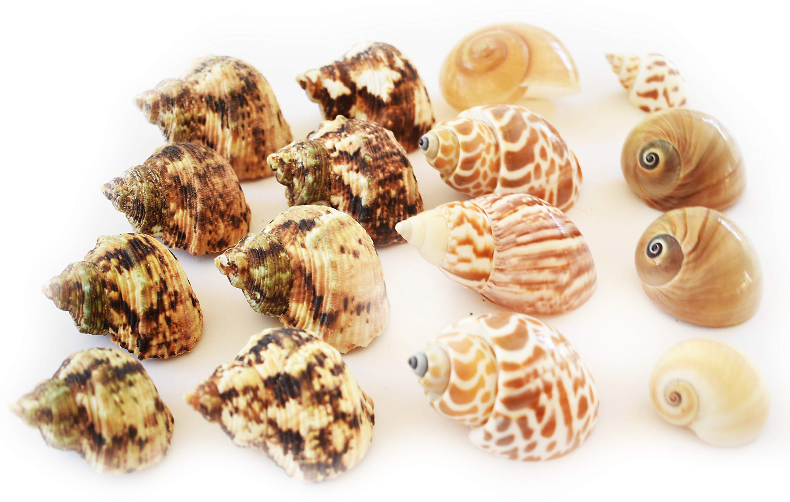 Hermit Crab Changing Shells