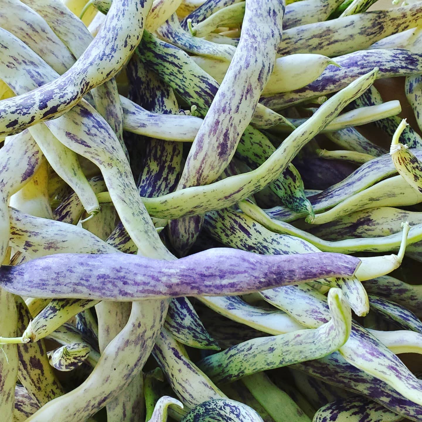 Amazon.com : Dragon Tongue Bean Seeds 40+ Seeds, Wax Bean Seeds, Famous ...