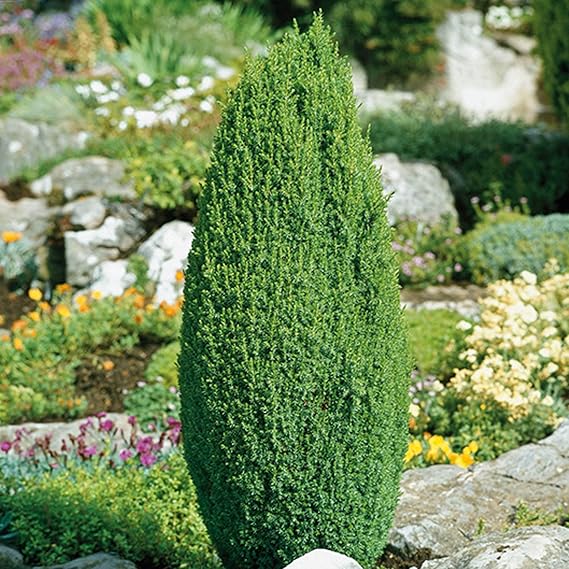 Amazon.com : Common Juniper Seeds Juniperus Communis Plant of Merit ...