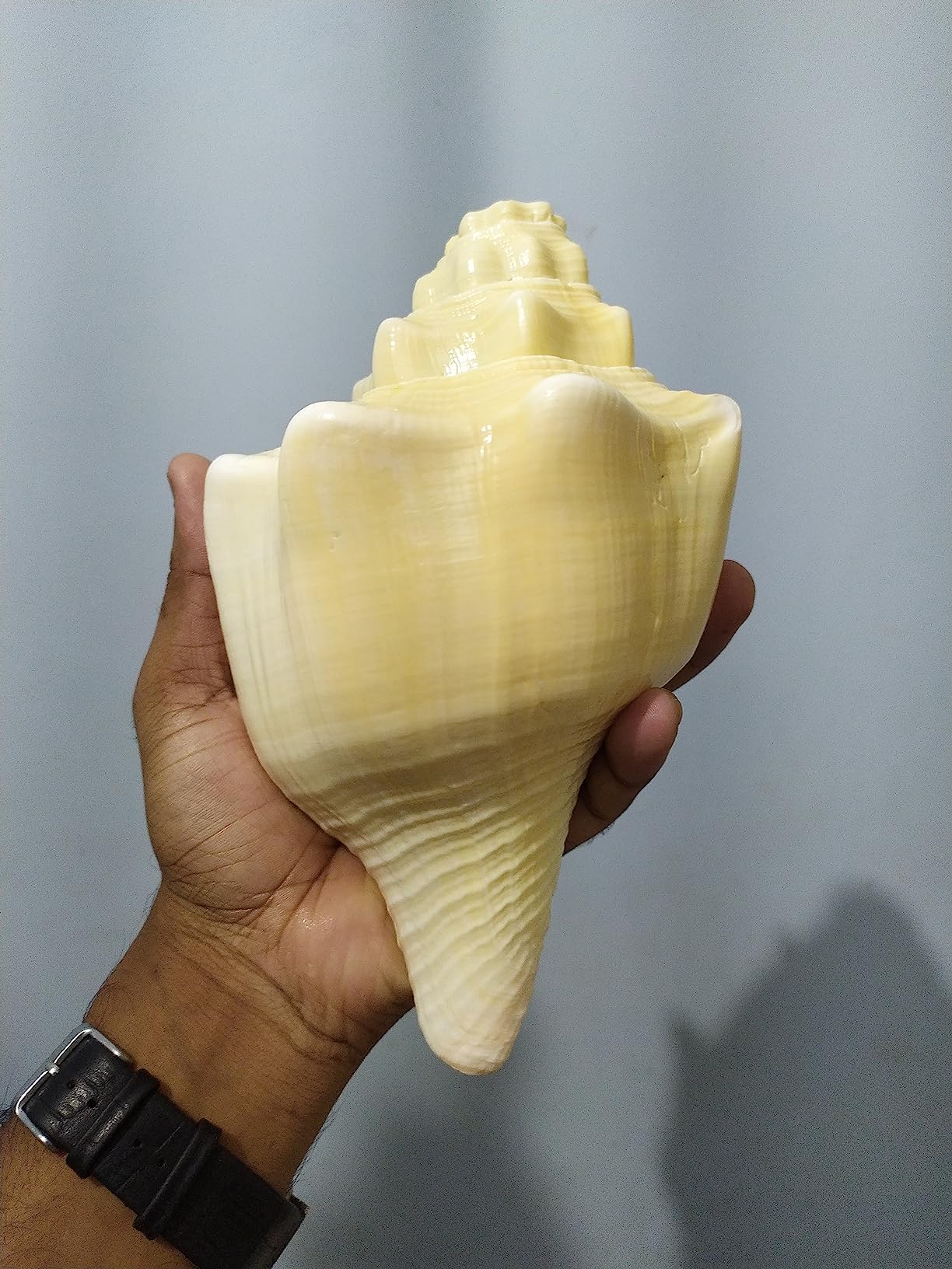 GAYATRI Blowing American Shankh (Large) for Pooja Blowing Original ...