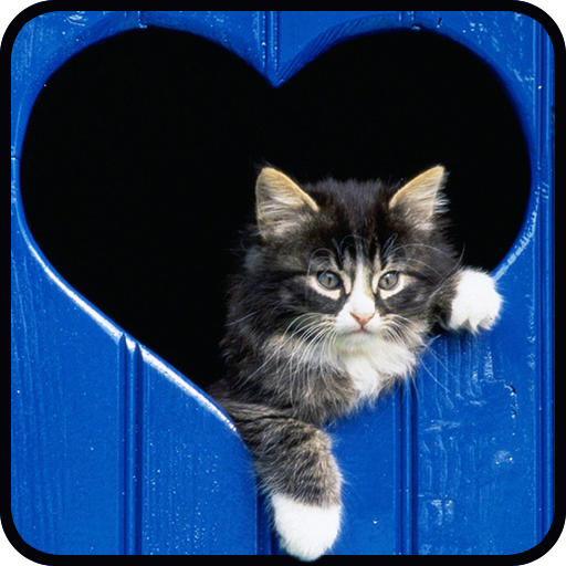 Kooky Cat Videos (Kindle Tablet Edition) - App on Amazon Appstore