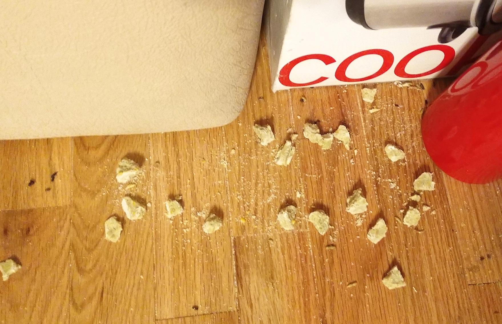 Amazon.com : Dry-Up Mouse and Rat Killer, Bait Block Bars for Indoor ...