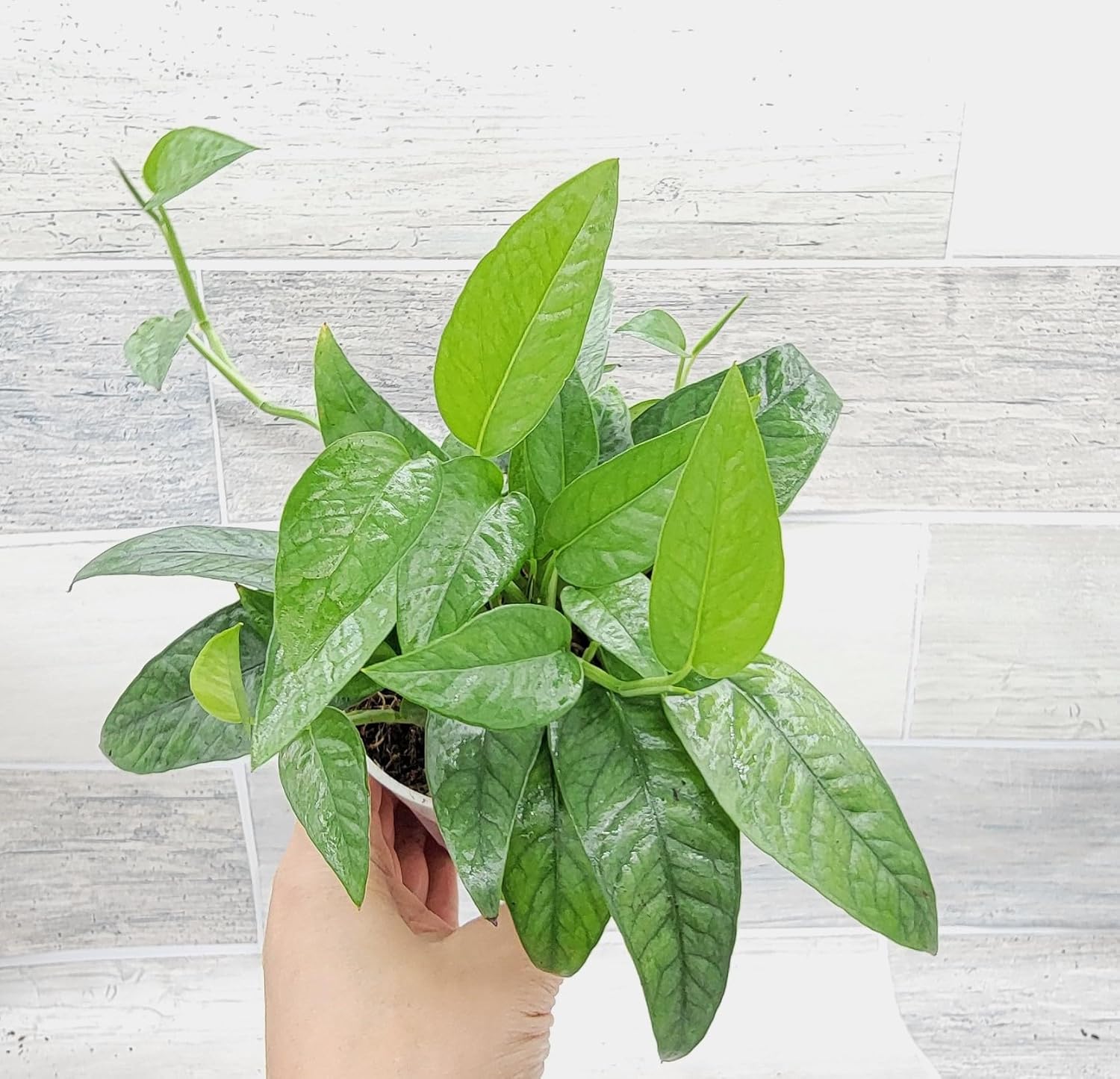 Amazon.com : Epipremnum Pinnatum Cebu Blue, Cebu Blue Pothos,Devil's Ivy, Centipede Vine in 4 ...