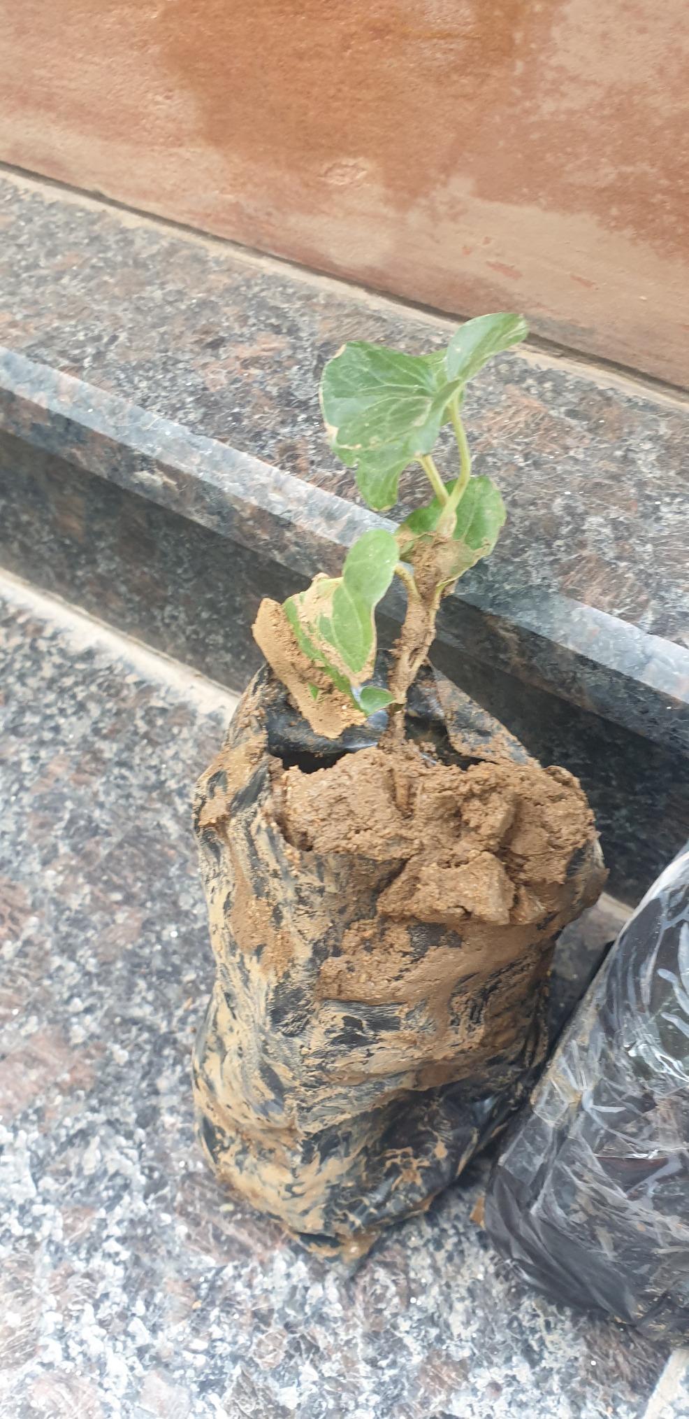 Kapebonavista® Long Pepper Pipli Pimpli Indian long pepper Tippili ...