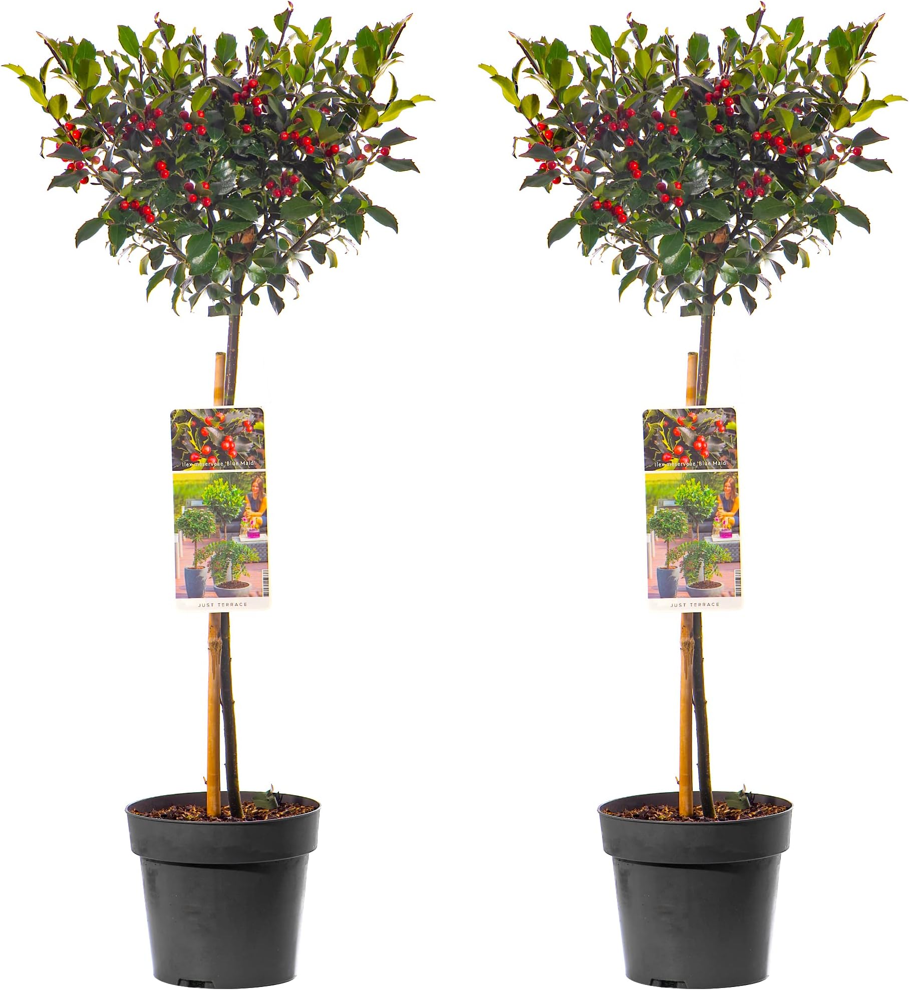 Standard Holly Tree - 2 Pack | Hardy Evergreen Ornamental Lollipop ...