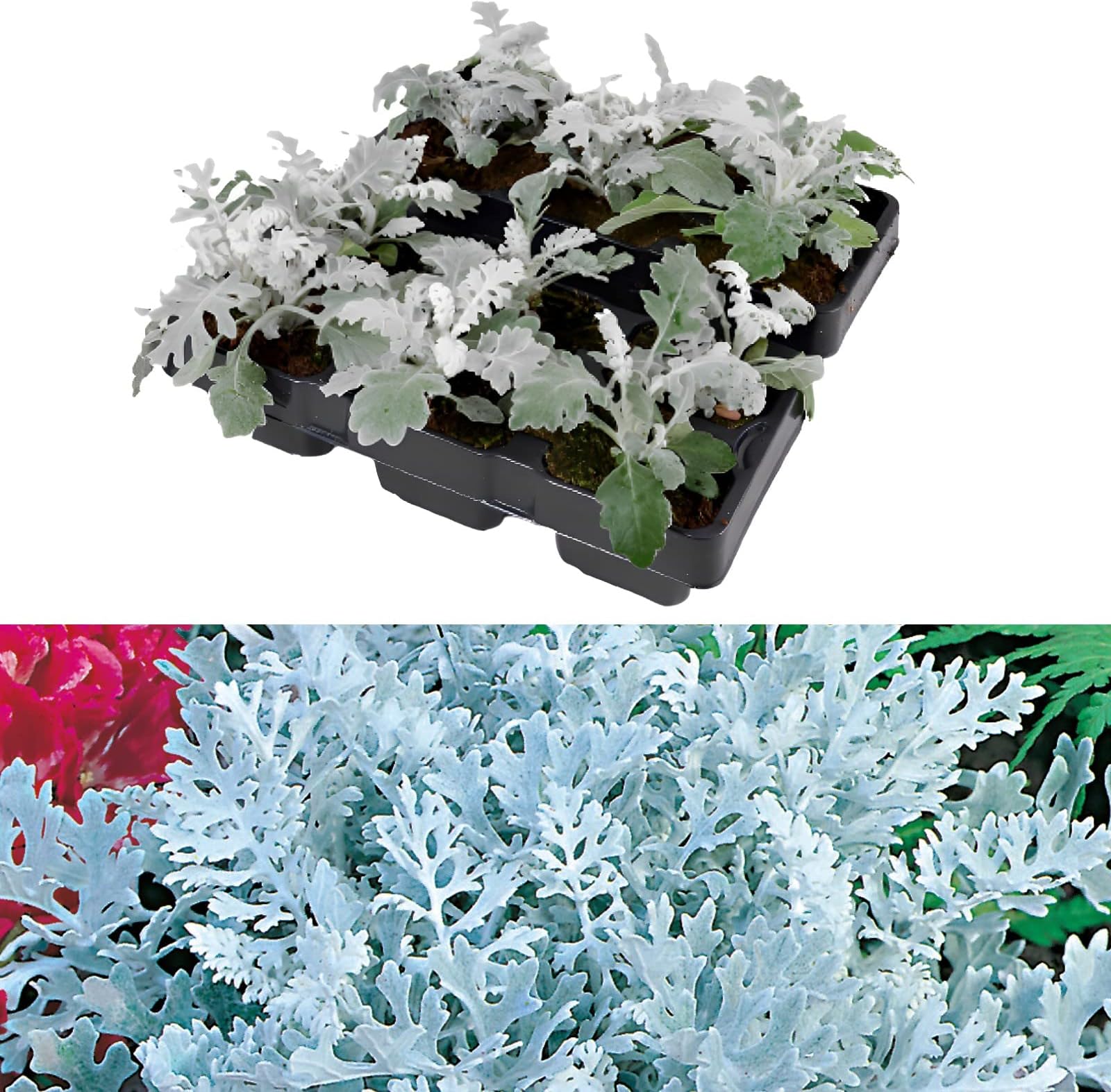 Carbeth Plants - Marigold African Yellow Plants - 12 Pack - 2 Trays of ...