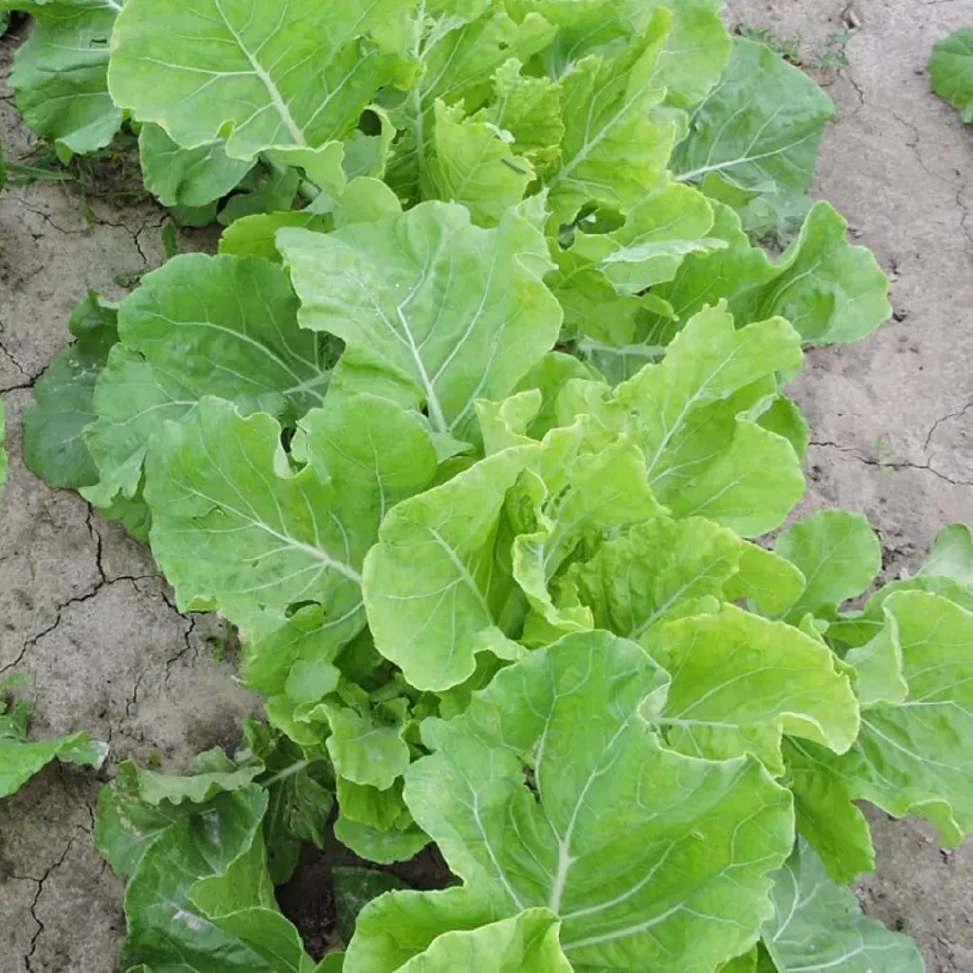 Yellow Leafy Vegetables 7 Reasons For Yellow Cucumbers And How To Fix
