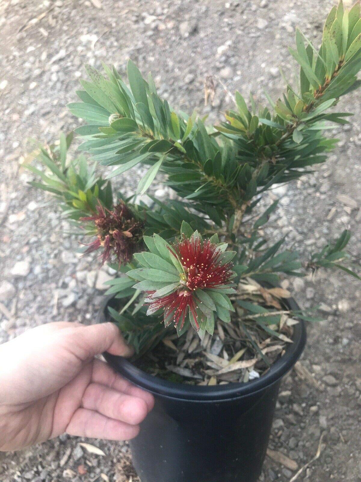 Callistemon Viminalis Little John