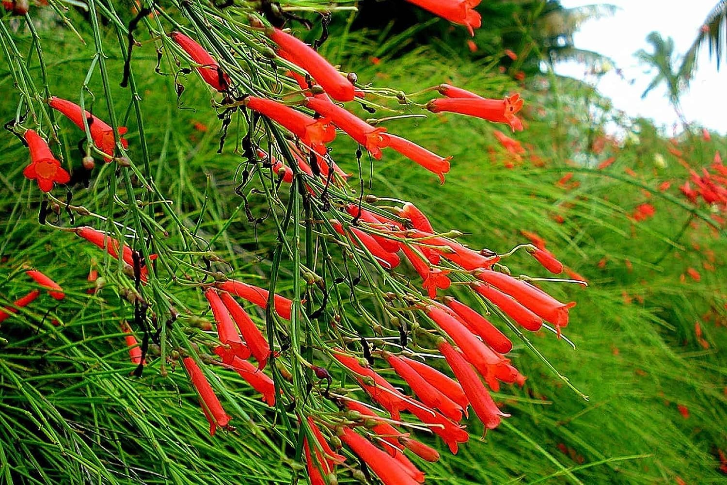 Firecracker Plant Perennial Firecracker Plant Care Guide | Plantly