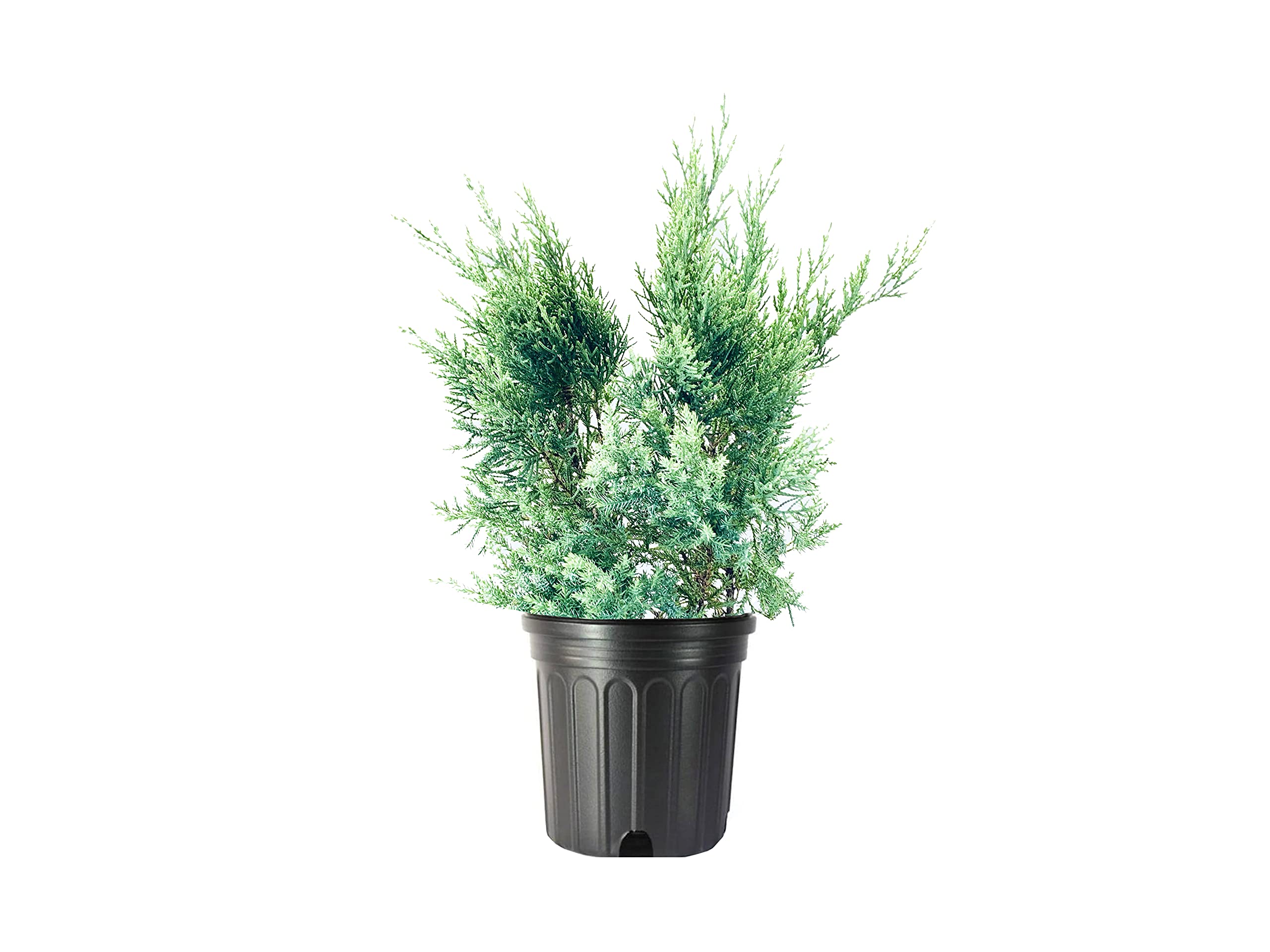 Dwarf Pfitzer Juniper