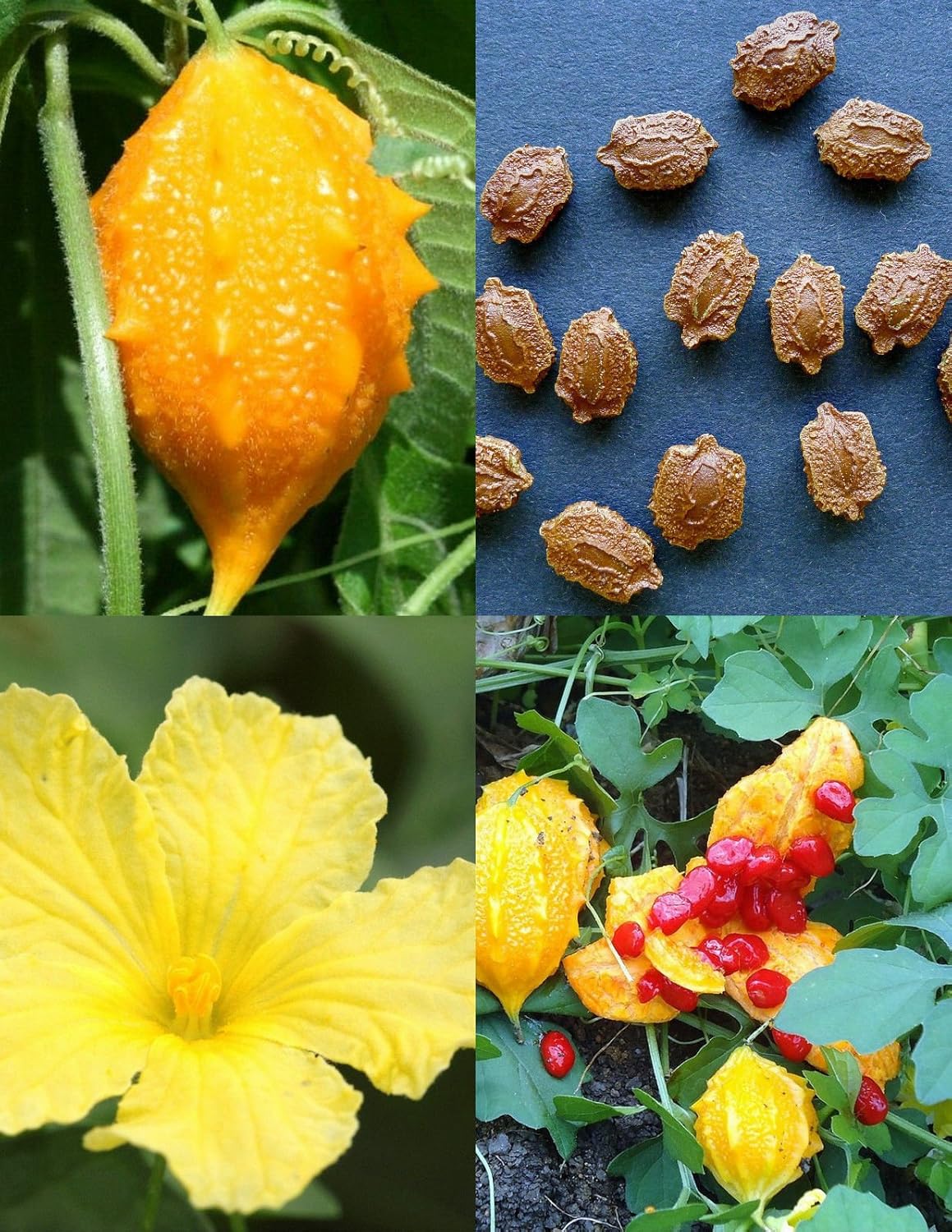 Amazon.com : Momordica charantia, bitter gourd melon cundeamor vine ...
