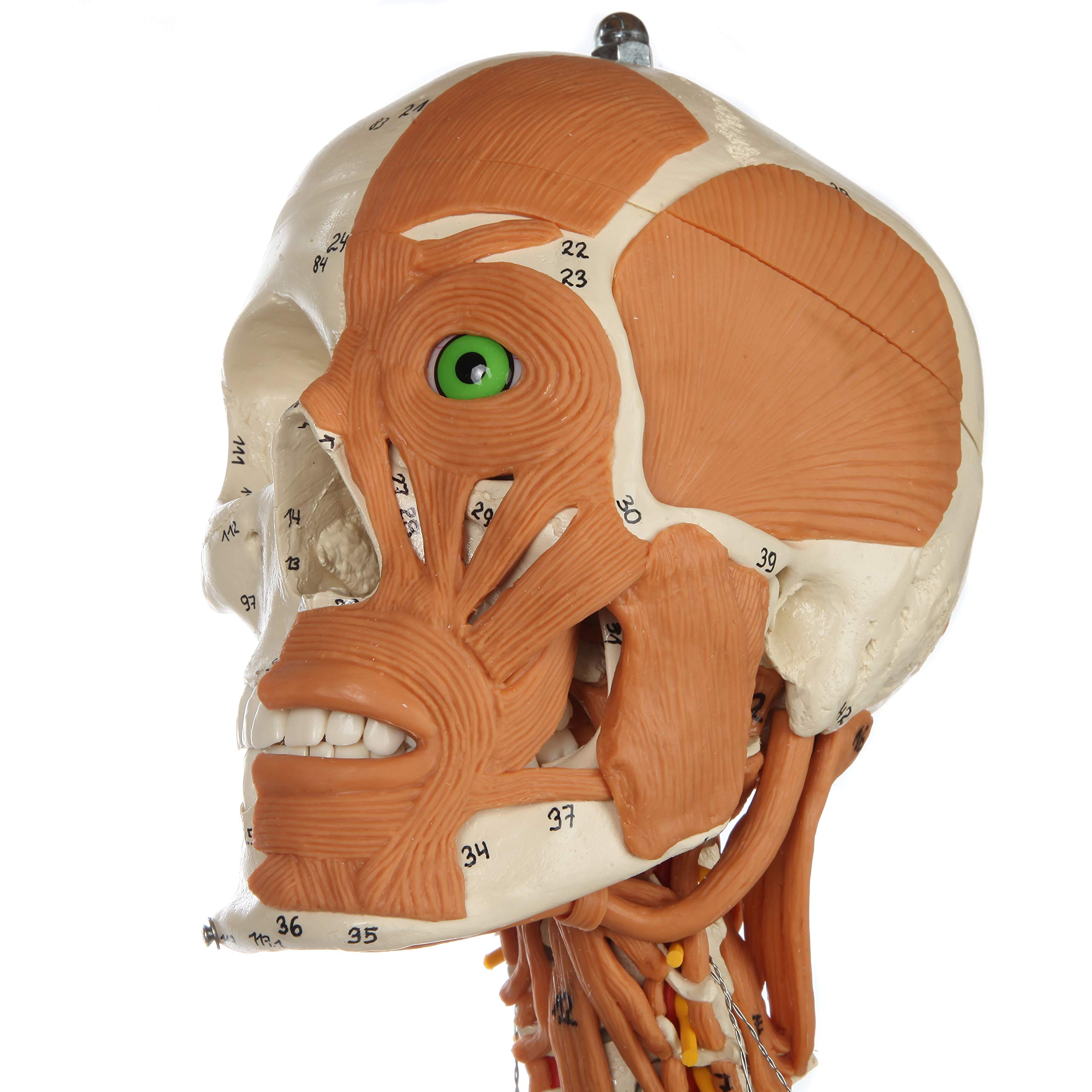 Buy Rudiger Anatomie Deluxe Skeleton Model, Life Size Flexible Anatomy ...