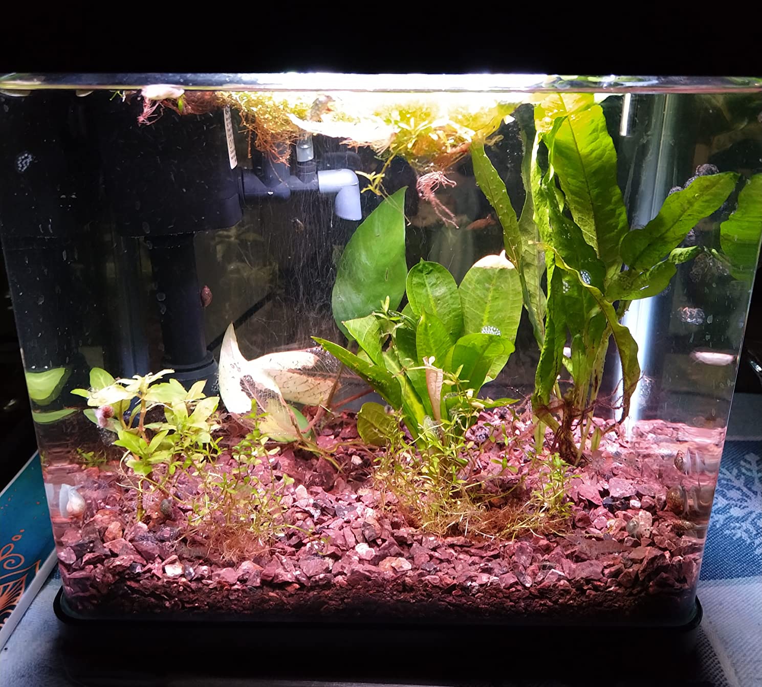 $12/mo - Finance AQQA 1.5 Gallon Aquarium Kits Desktop Small Fish Tank ...