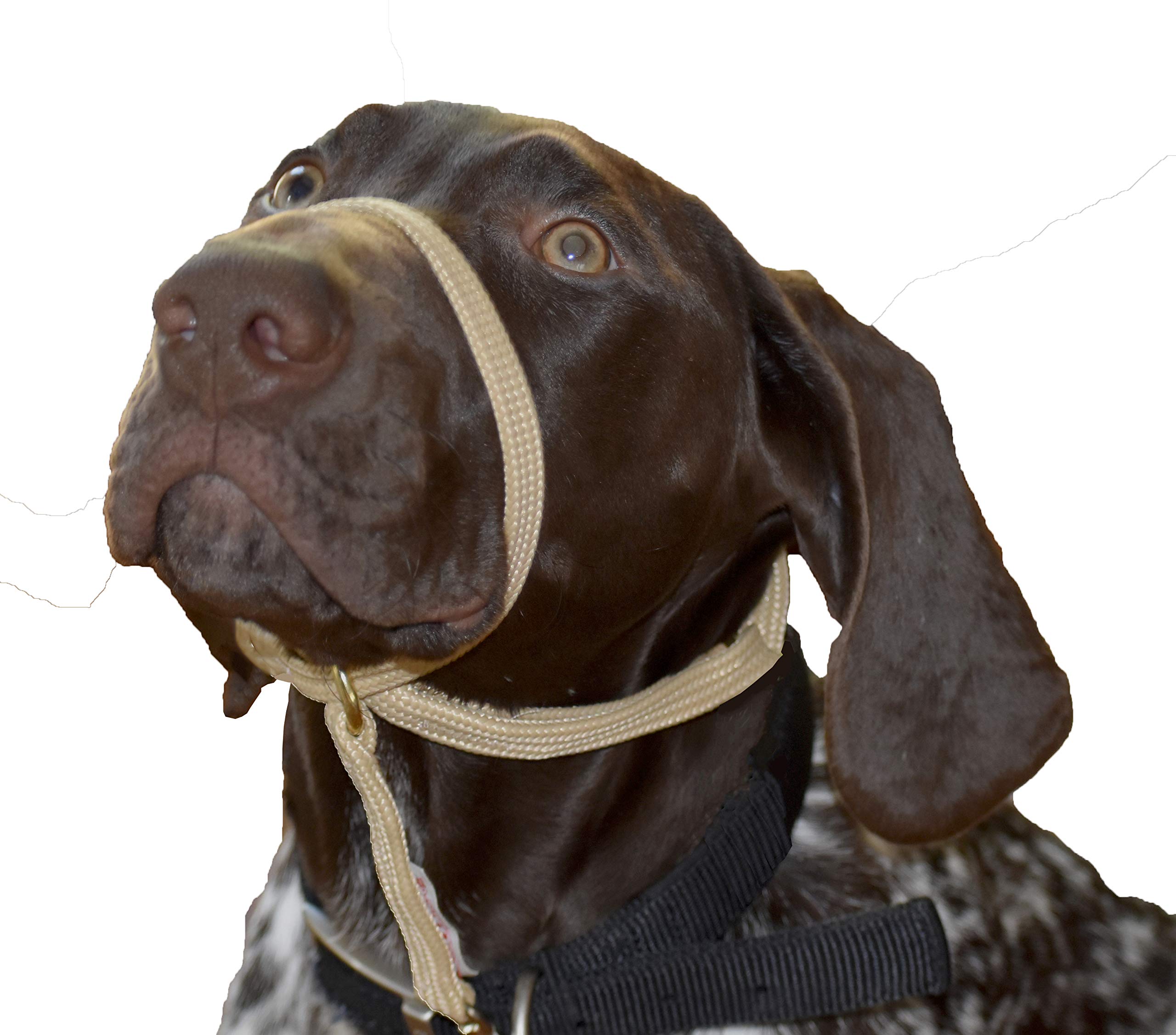 K9 Bridle - to stop your dog pulling (Medium, Beige) : Amazon.co.uk ...