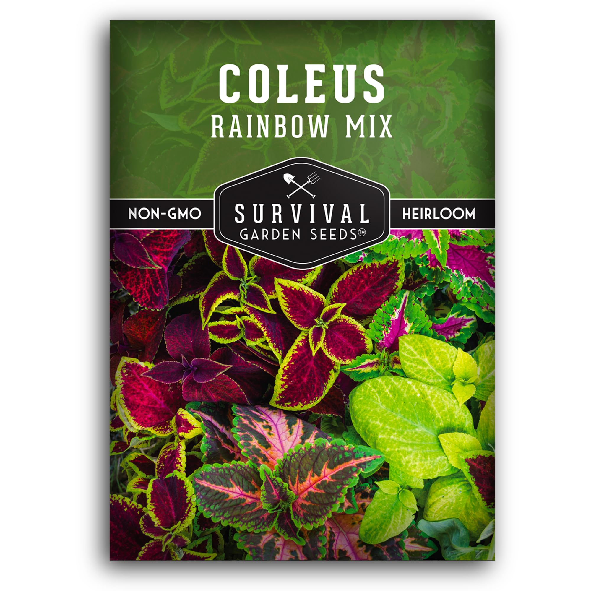 Amazon.com : Rainbow Mix Coleus Seed for Planting - 1 Packet with ...