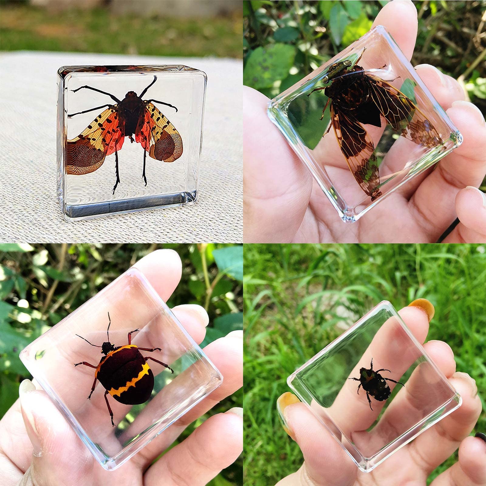 Buy Real Insect Specimen Articulated Specimen Transparent Resin ...