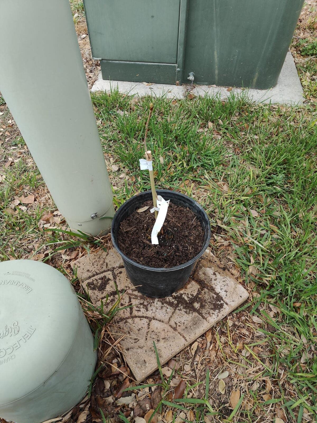 Amazon.com : Yoshino Cherry Tree Live Plant, White Cherry Blossom Plant ...