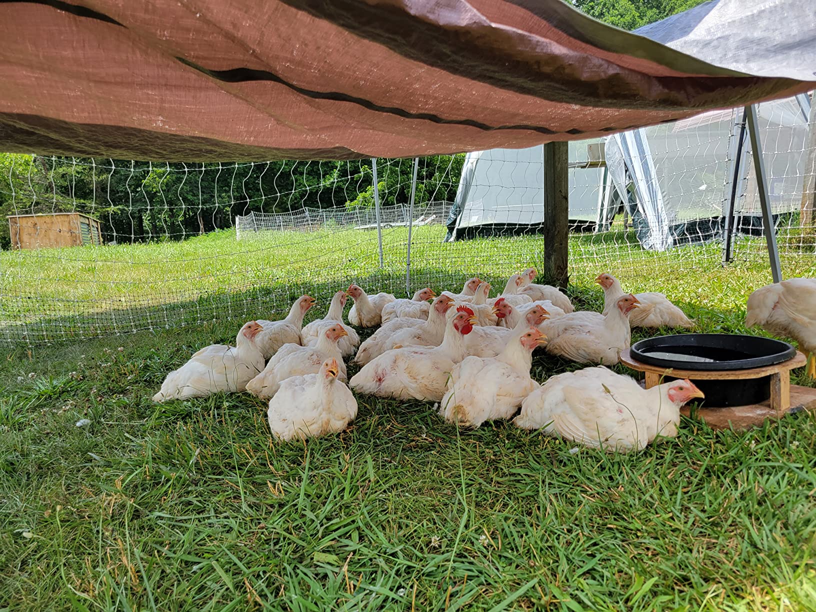 $15/mo - Finance Rite Farm Products 4 Pack of Medium Restraining ...