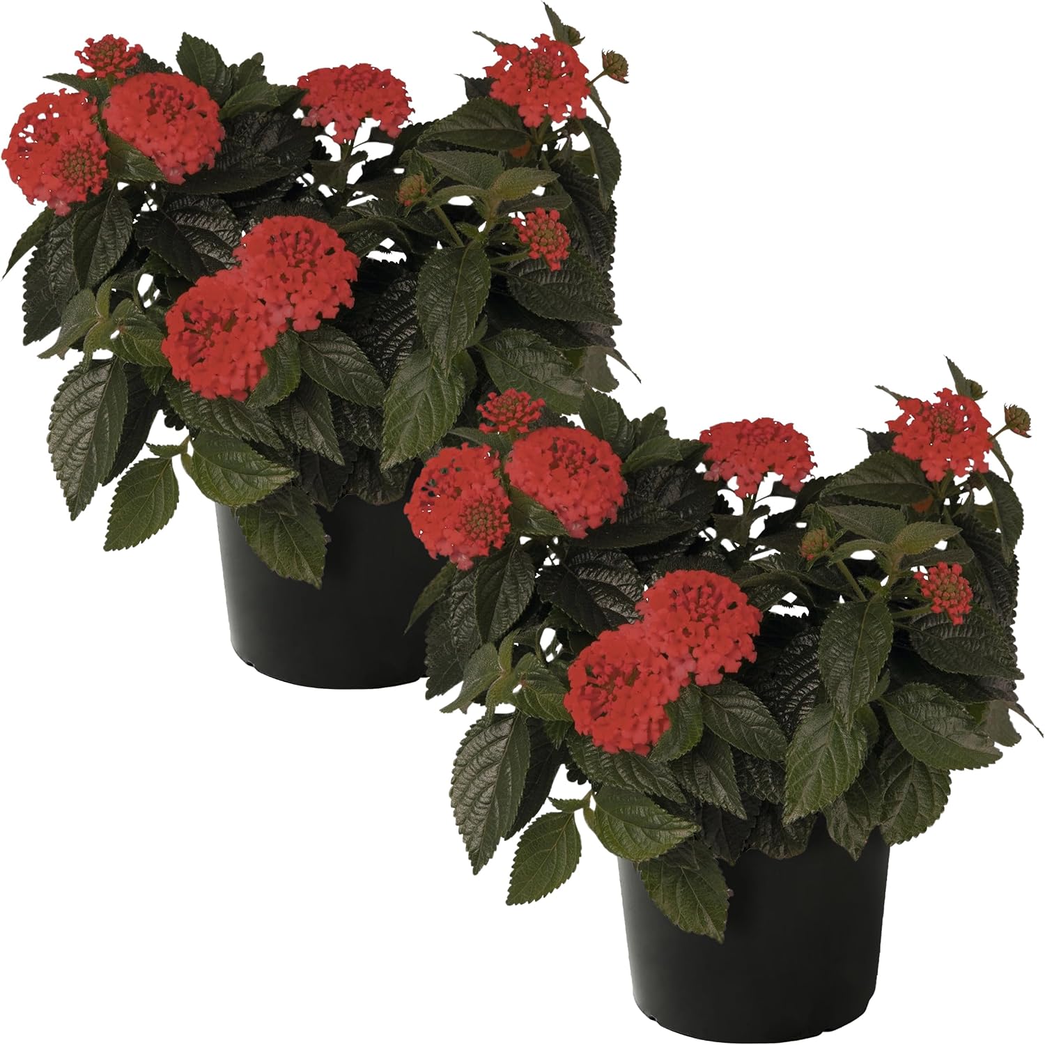 Amazon.com : Live Flowering Lantana - Red (2 Plants Per Pack), Healthy ...
