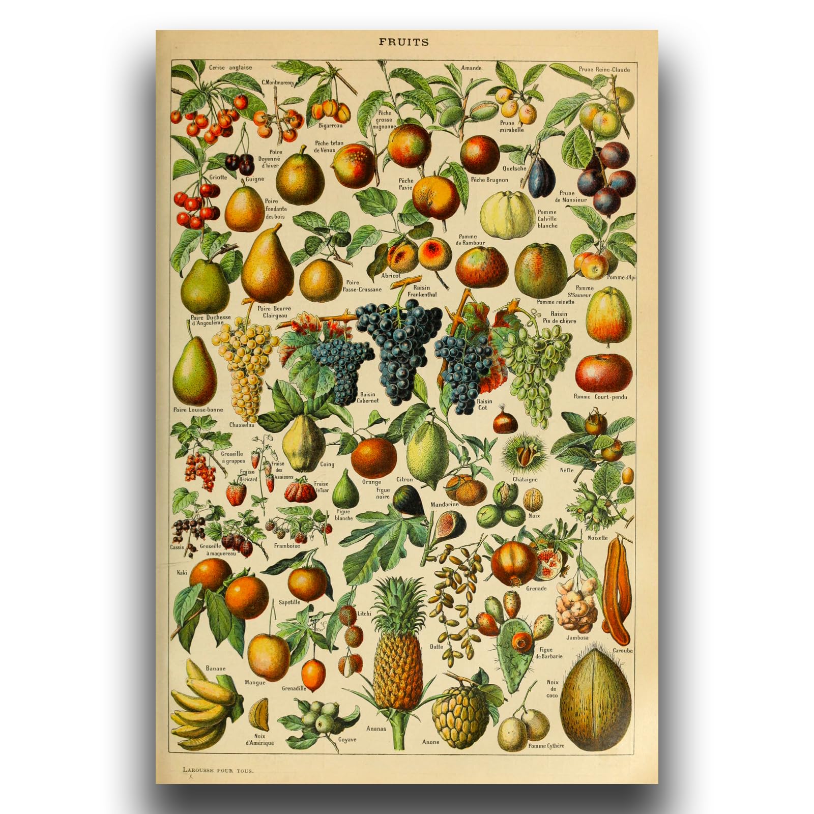 Amazon.com: OKRA Adolphe Millot prints - Fruits Poster - Plant ...