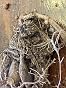 Amazon.com : Sam Hopkins Dahlia - 5 Gallon Size Bare Root Tuber : Patio ...
