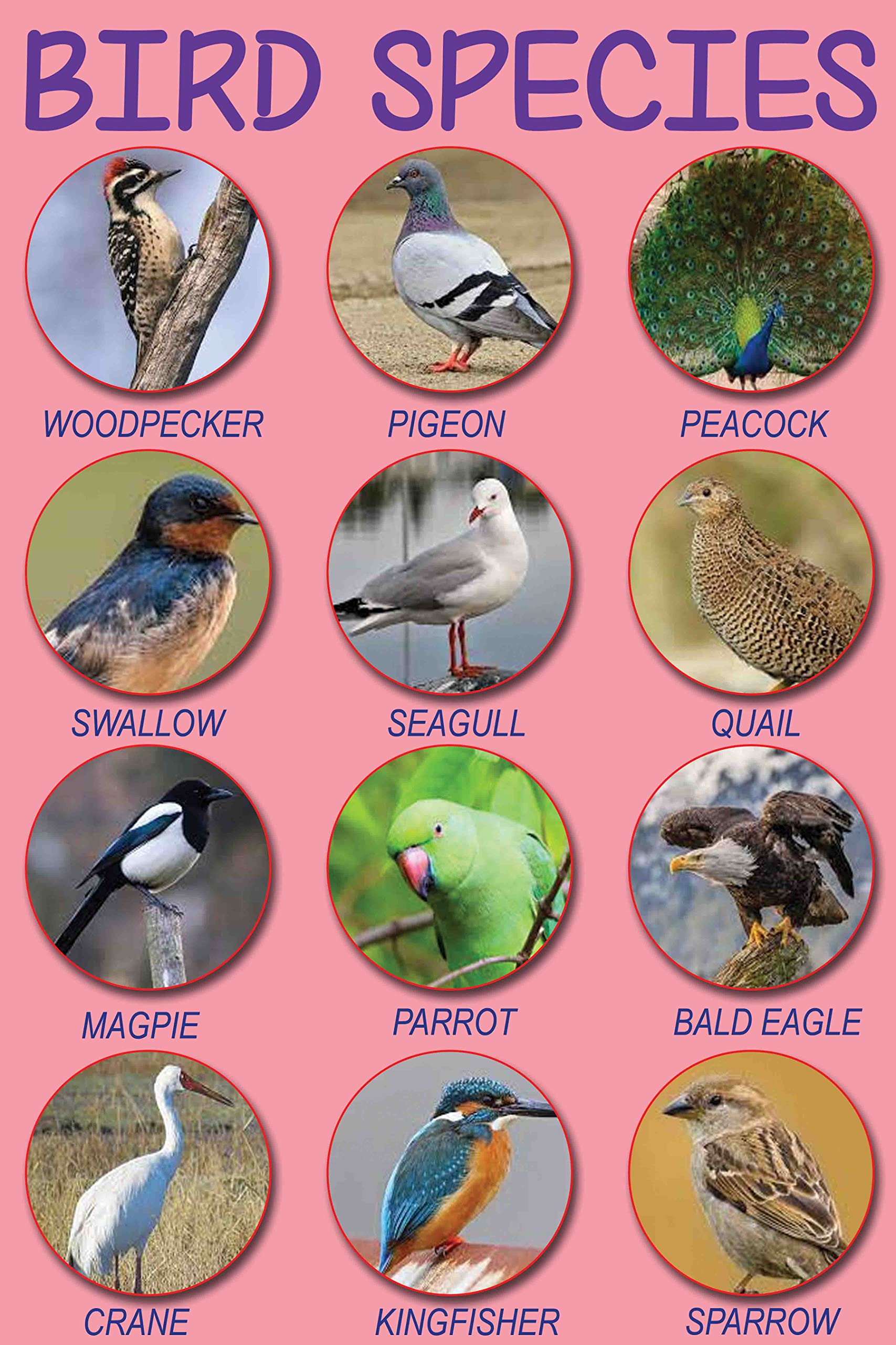 Buy Educational Wall Chart for Children|Bird Species|Decorative Poster ...