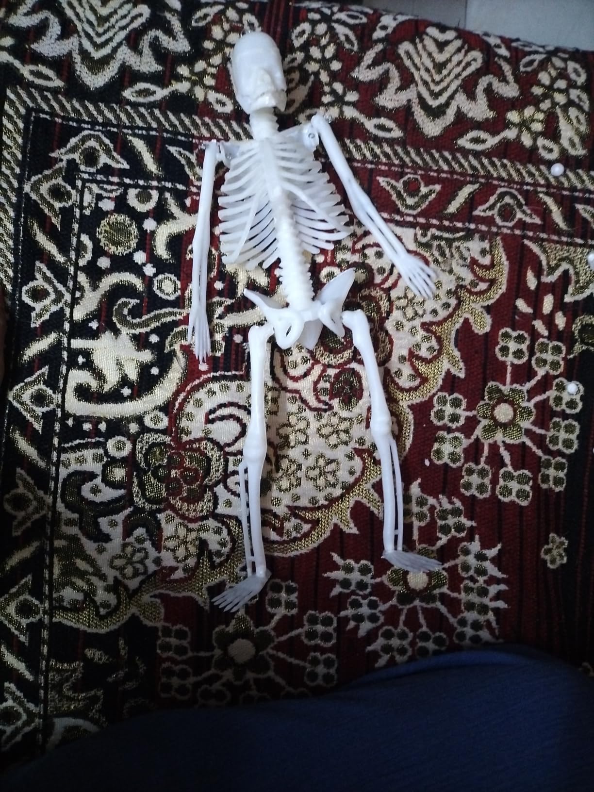 Human Skeleton, Plastic 13 inch : Amazon.in: Industrial & Scientific