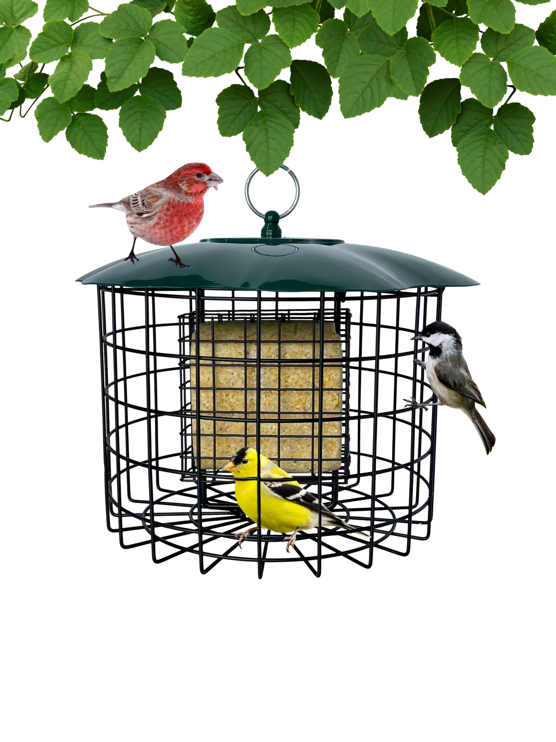 Amazon.com : Backyard Essentials Squirrel Proof Suet Feeder - Squirrel ...