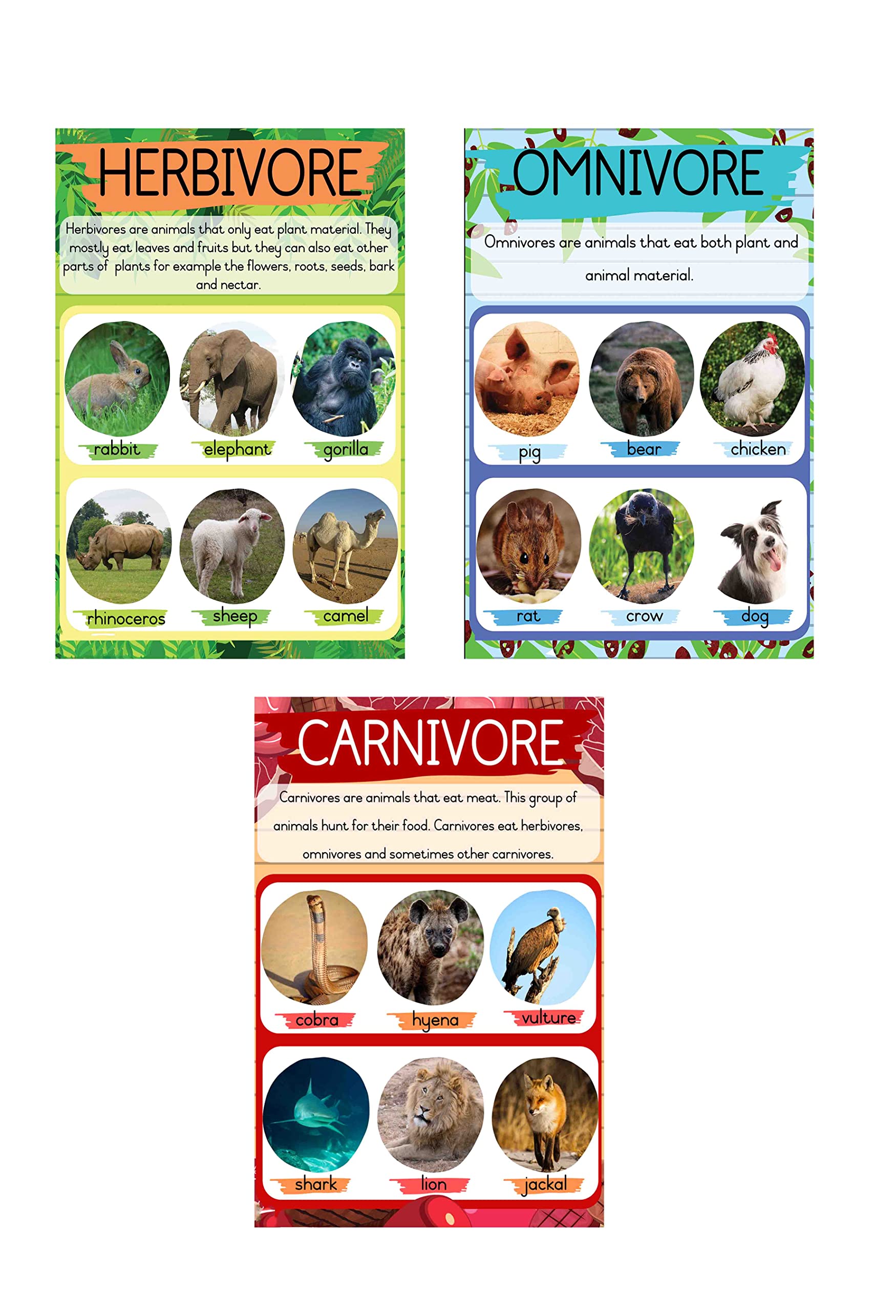 Carnivorous Animals Names Herbivore, Carnivore & Omnivore Animals
