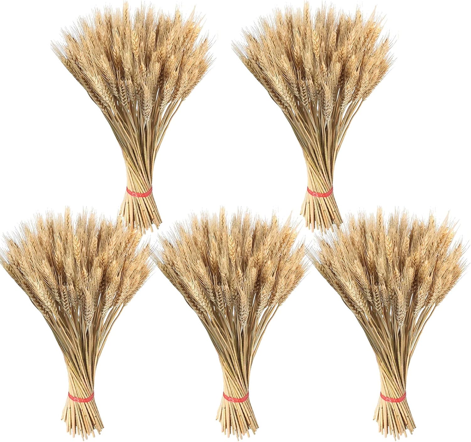 Wheat Bunch Dried Flowers, 500 Dried Wheat Stems, Natural Dried Wheat ...