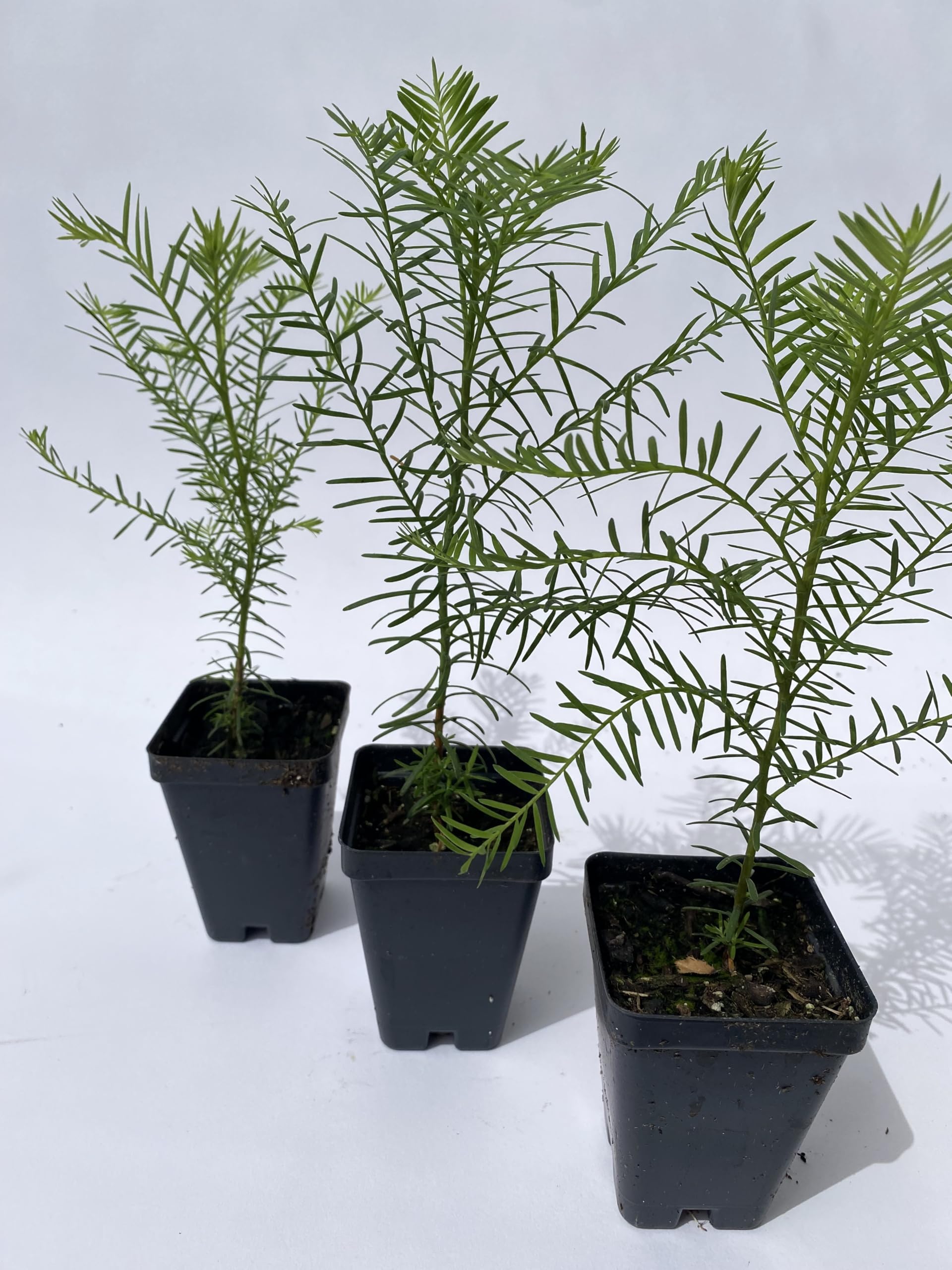 Amazon.com : 3 Coastal Redwoods, Sequoia sempervirens, 3" Deep Nursery ...