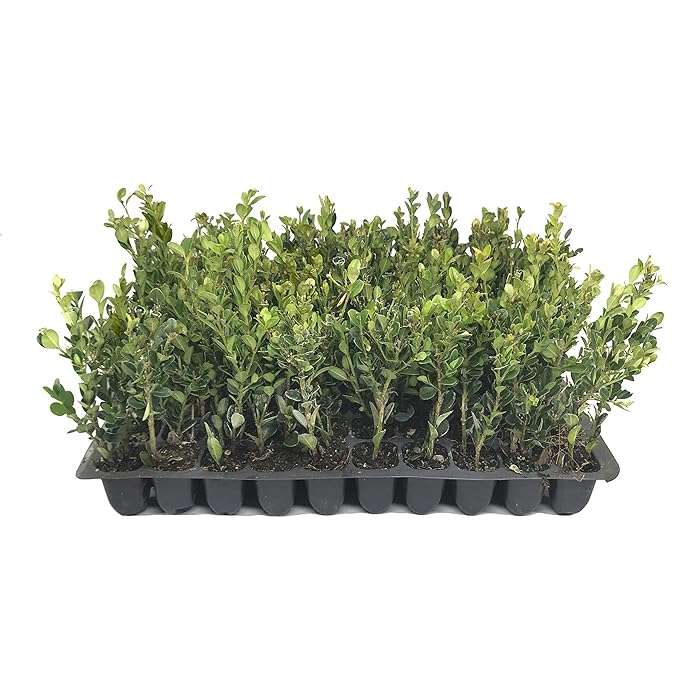 Buy Winter Gem Boxwood - 40 Live Plants - 2" Pot Size - Buxus ...