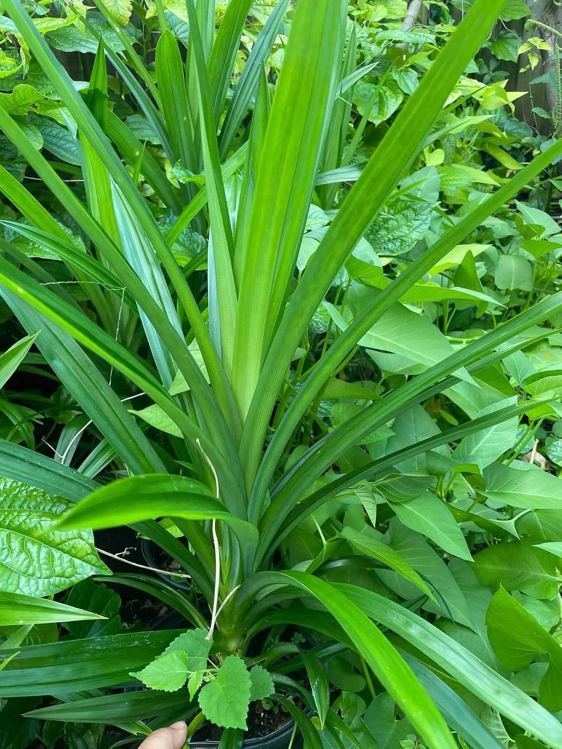 Amazon.com : Pandan Leaves Plant 12'' Tall Gal Pot (Pandanus ...