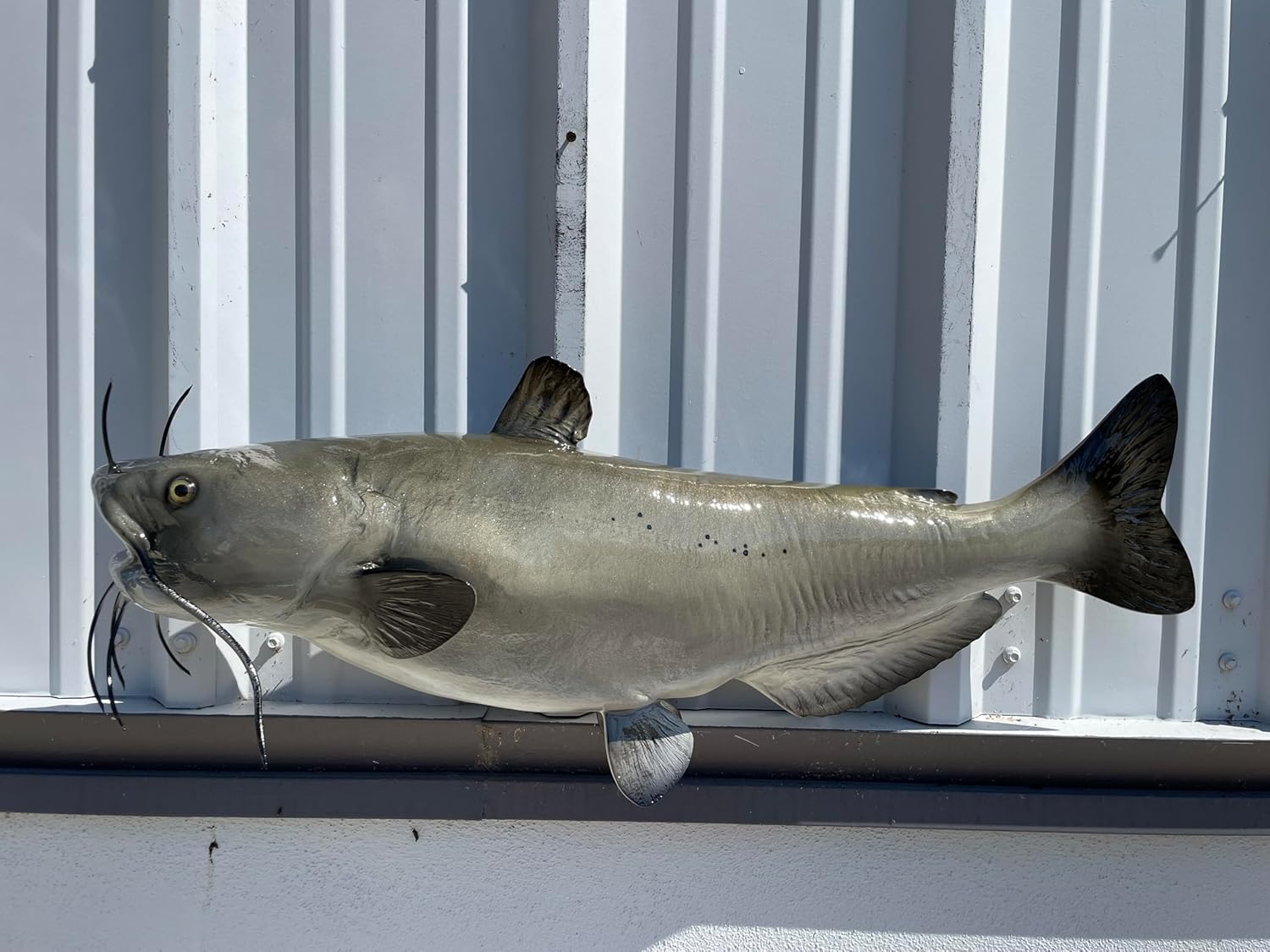 Amazon.com: 31" Channel Catfish Two Sided Wall Mount Fish Replica ...