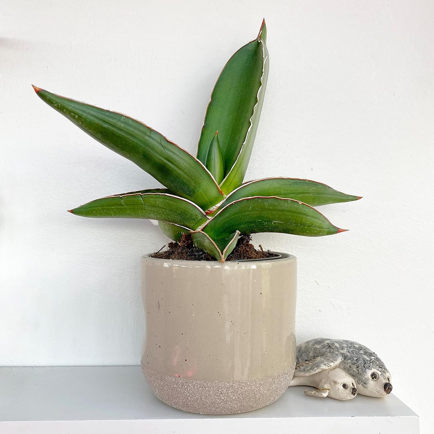 Samurai Dwarf Snake Plant (Sansevieria ehrenbergii) Low Light Succulent ...