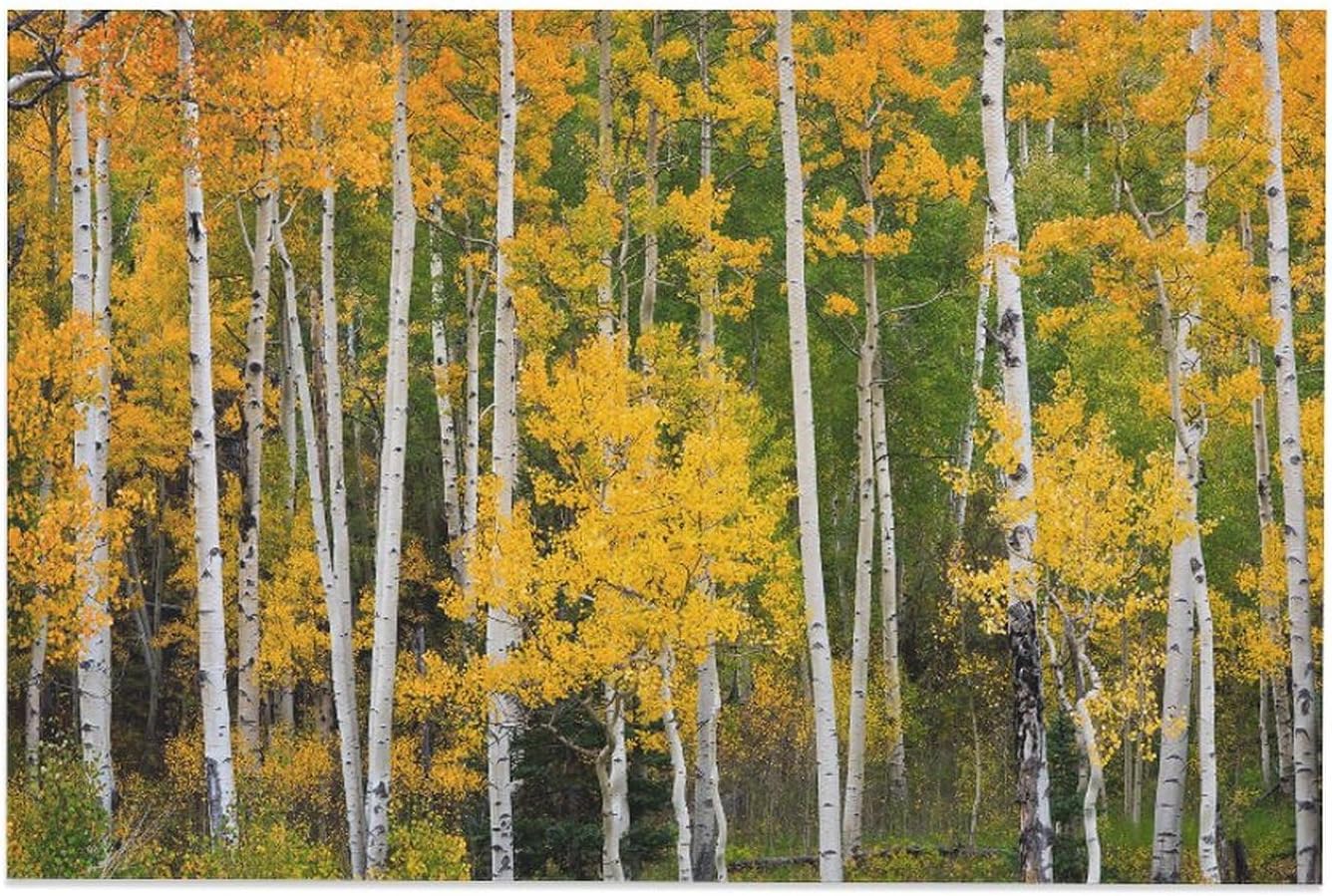 Amazon.com: SUNMME Beautiful Autumn Aspen Tree Canvas Poster Wall Art ...