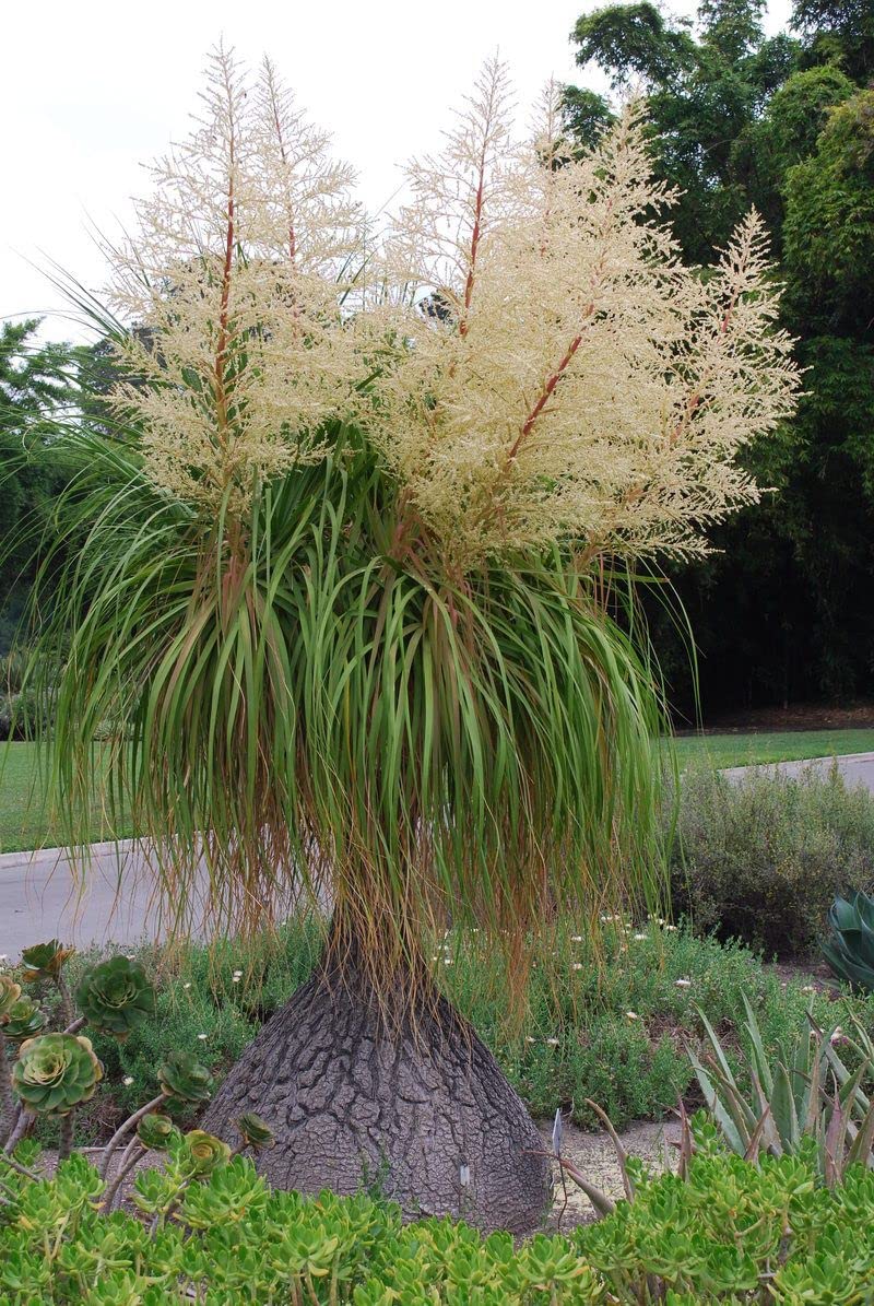 Ponytail Palm Plant Varieties Beaucarnea Recurvata 'Ponytail Palm'