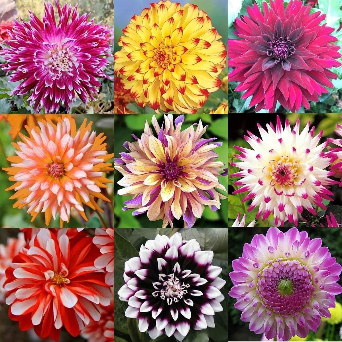 Amazon.com : 100 Mix Dahlia Flower Seeds Dinnerplate Dahlia Seeds ...