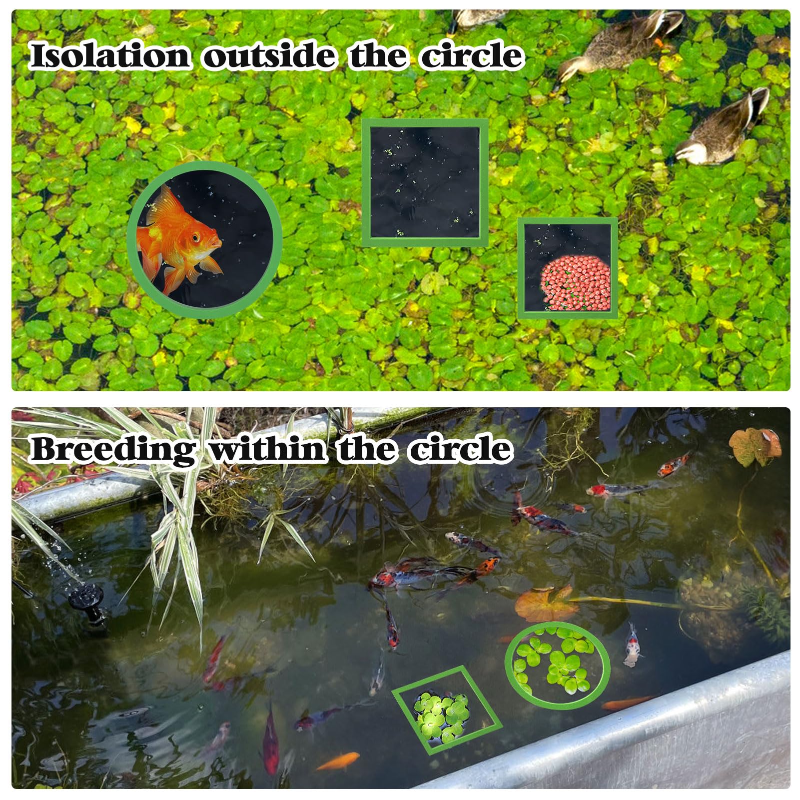 Snapklik.com : Upgrade Aquarium Floating Plant Rings, Fish Feeding ...