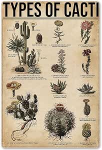 Amazon.com: Types Of Cacti Metal Tin Signs Cacti Guide Infographic ...