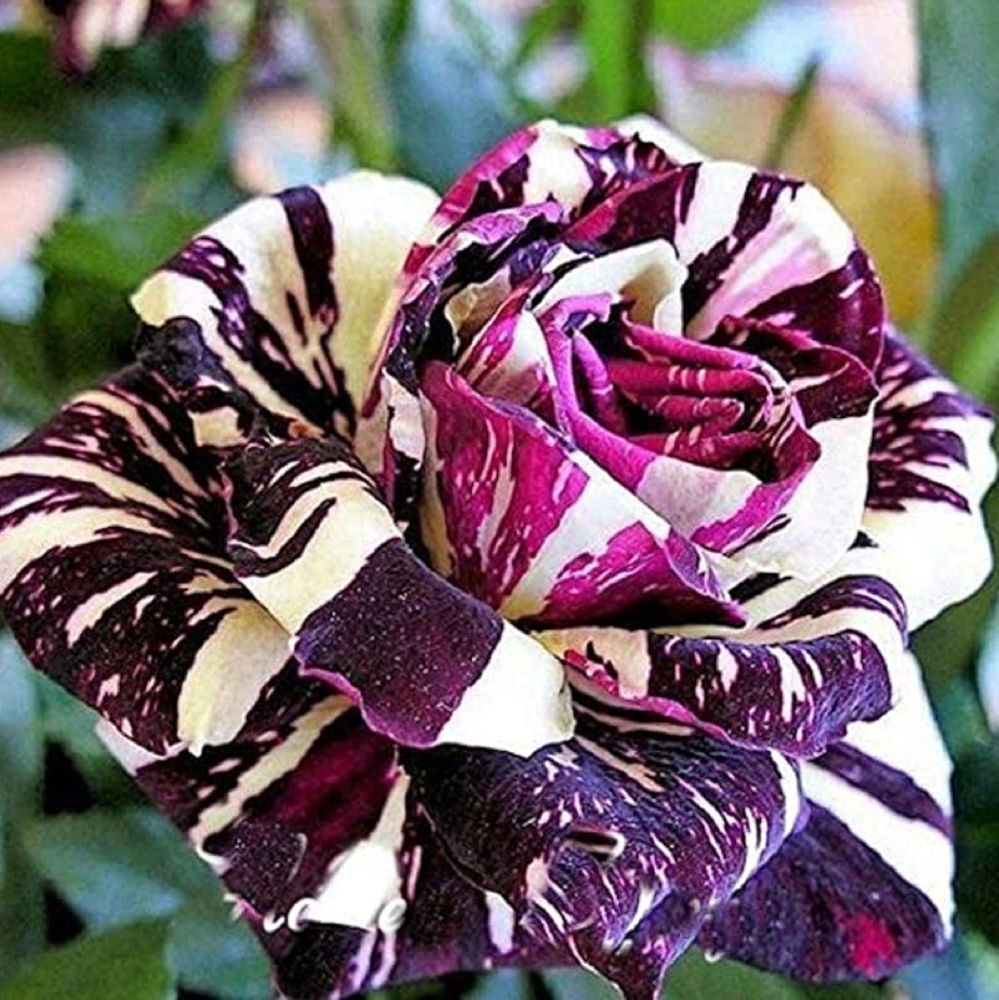 Amazon.com : CHUXAY GARDEN Black Dragon Rose Seed 20 Seeds Rare Bush ...