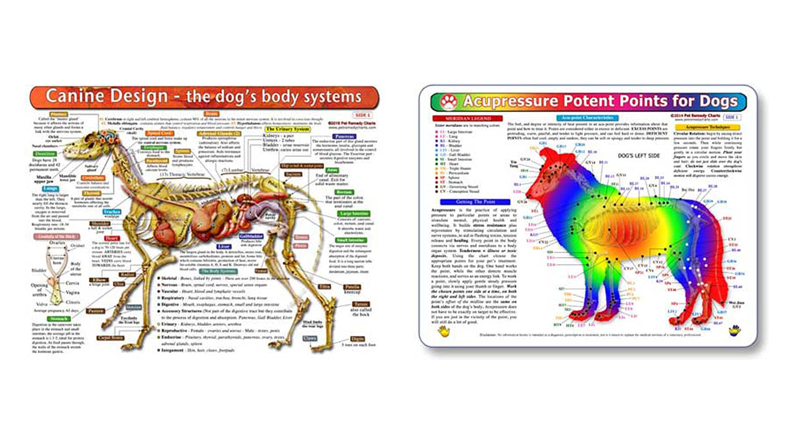 Buy The Dog's Body Systems And Acupressure Bundle- A Double-Sided ...