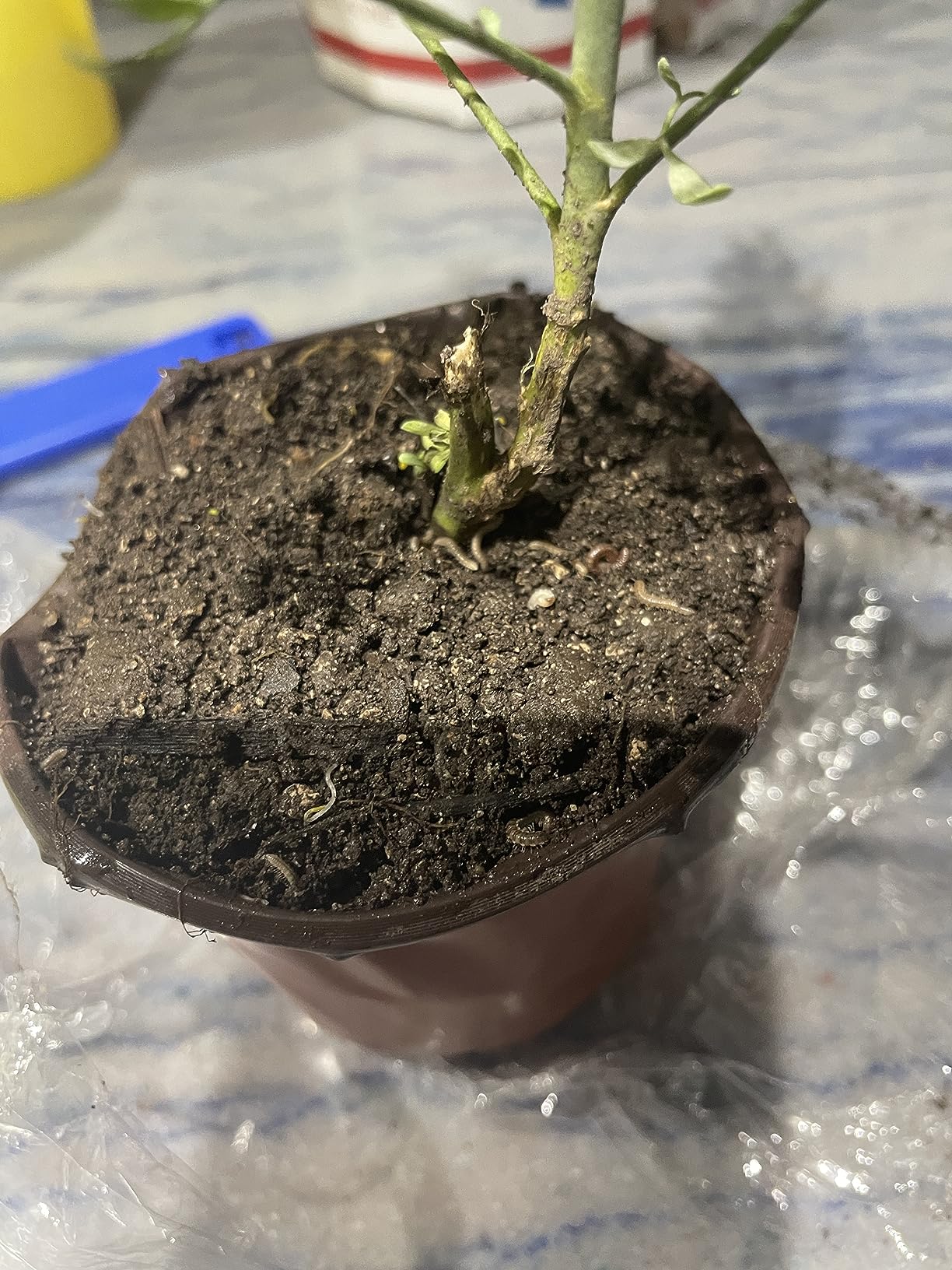 Amazon.com : herb RUDA RUE Full Plant with rooth, green, small : Patio ...