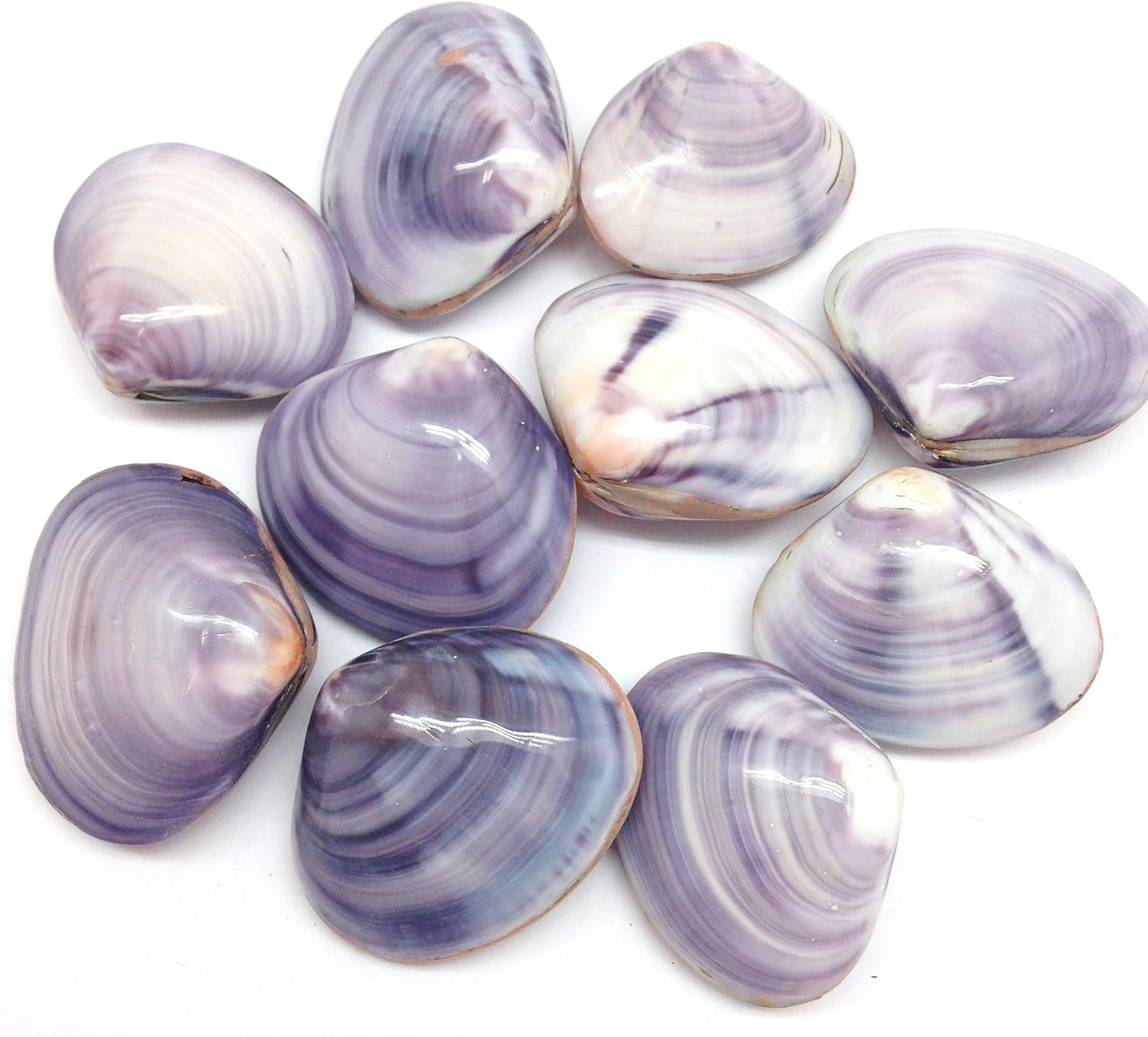 Amazon.com: PEPPERLONELY 5 Pairs Polished Purple Clam Sea Shells, 2 ...