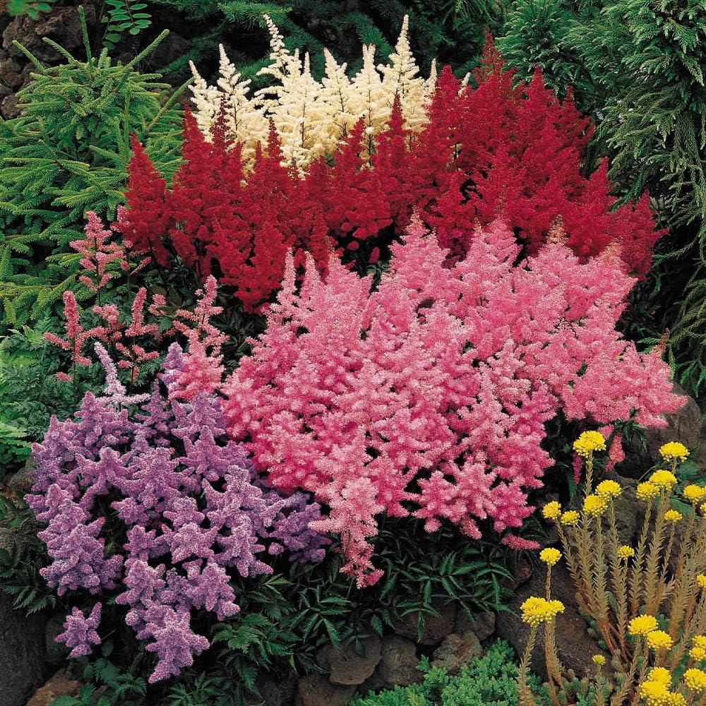 Pink Astilbe Japonica 'Bonn' X 3 Bare Root Plants. : Amazon.co.uk: Garden