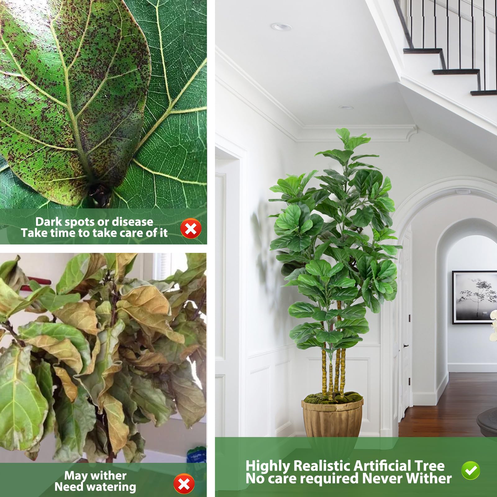 6 Foot Fiddle Leaf Fig Tree Fiddle Leaf Fig House Plant In
